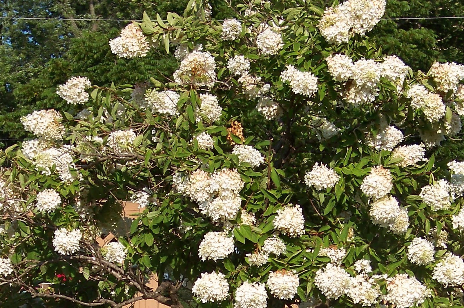 Twice As Nice: Hydrangea Tree
