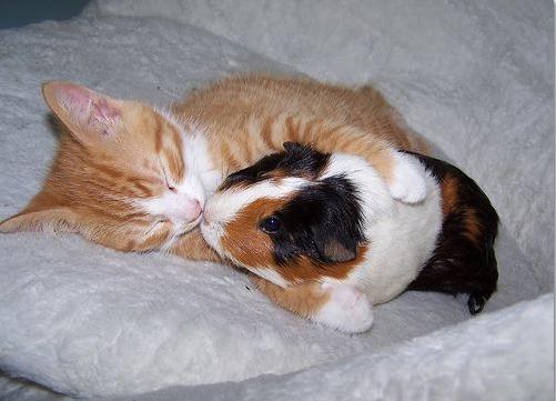 Acure animal - Imagui