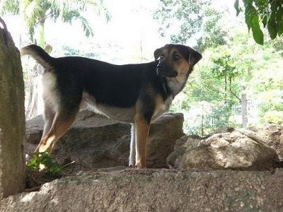 Parque Teque Teque: Los perros del parque