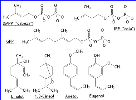 Lipidos Derivados: Terpenos-Terpenoides-Isoprenoides