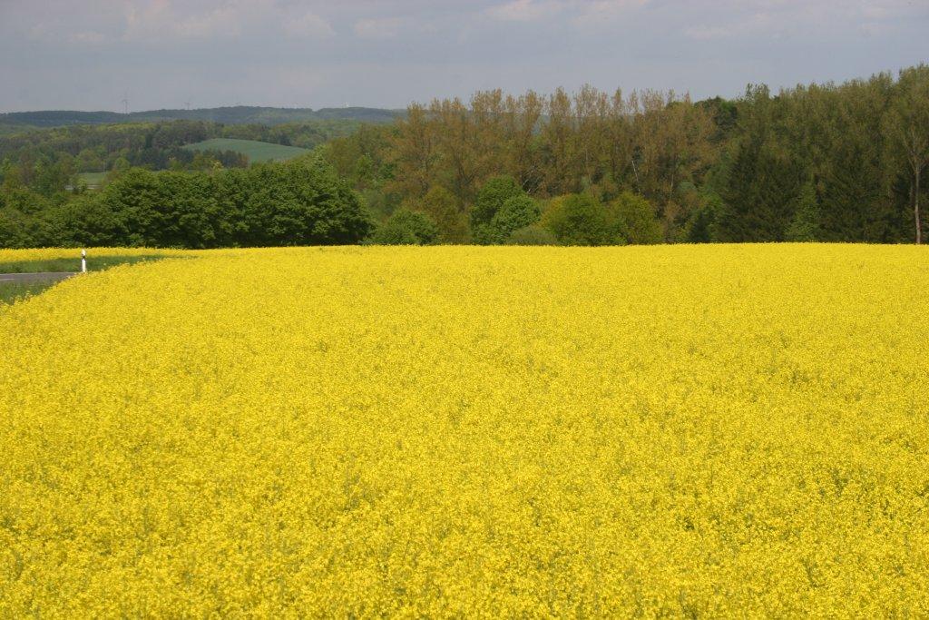 A Georgia Girl in Germany: Rapeseed fields