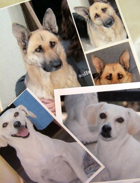 Jack Russell German Shepherd Mix