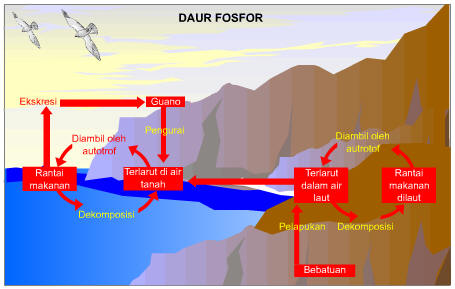Biology: Daur Fosfor