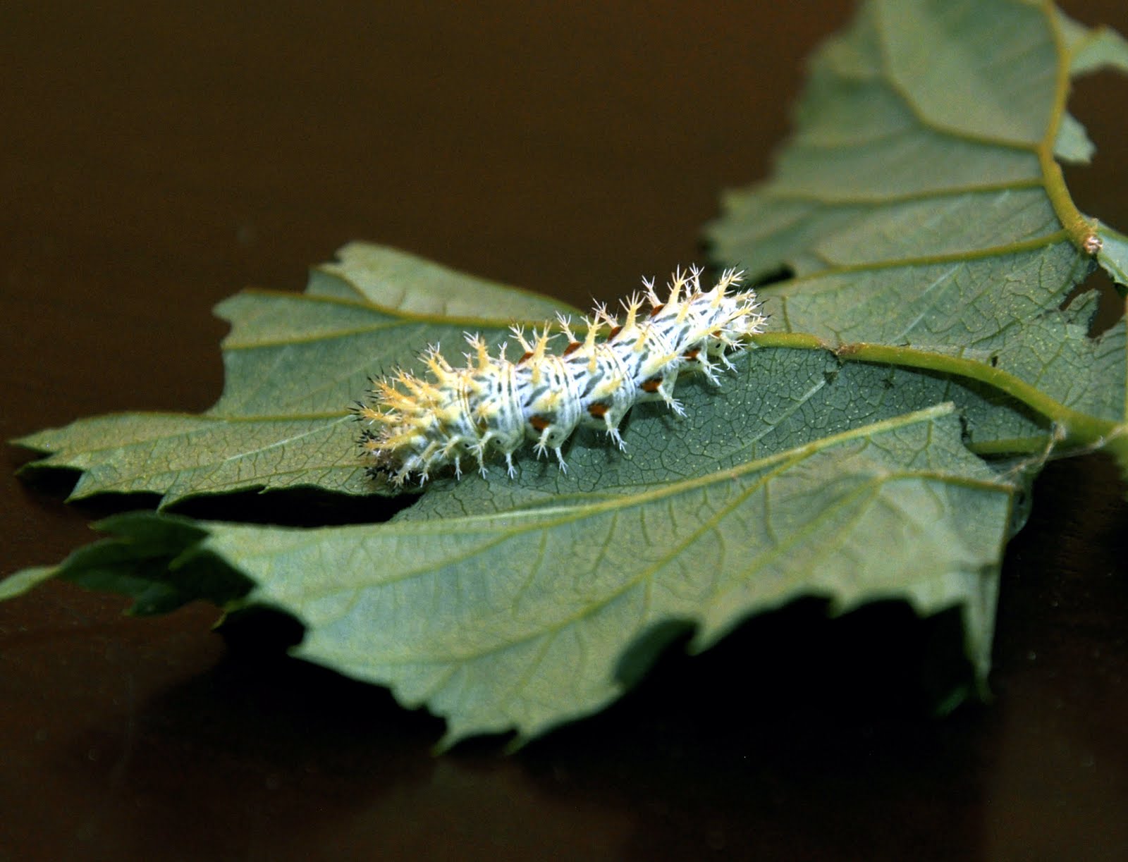 WNC Vegetable and Small Fruits News: Hops Pest: Eastern Comma Butterfly