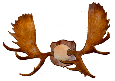Lone Star Antler & Horn Custom Mounting: Moose Rack - Exhibit D
