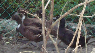 Ternakan Itik & Unggas: Itik Siam Hitam