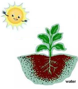 Naturals Marta: La fotosíntesi