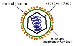 BioVita: Estrutura dos vírus