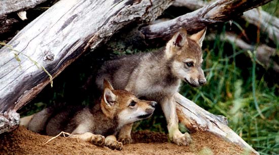 From the Den of the Dogman: Weekly Recap