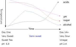 Kombucha Fuel: Factors Affecting Your Brew