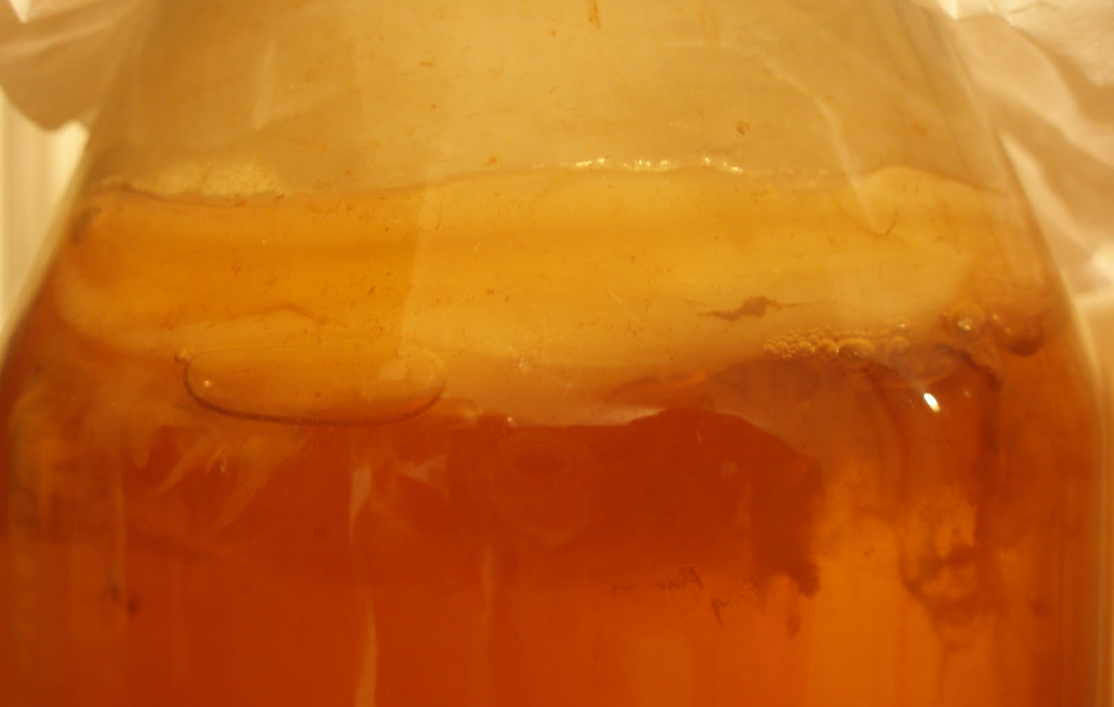 Kombucha Fuel: Day 3, Part 2 of Experiment 2: Cutting the Kombucha Mother