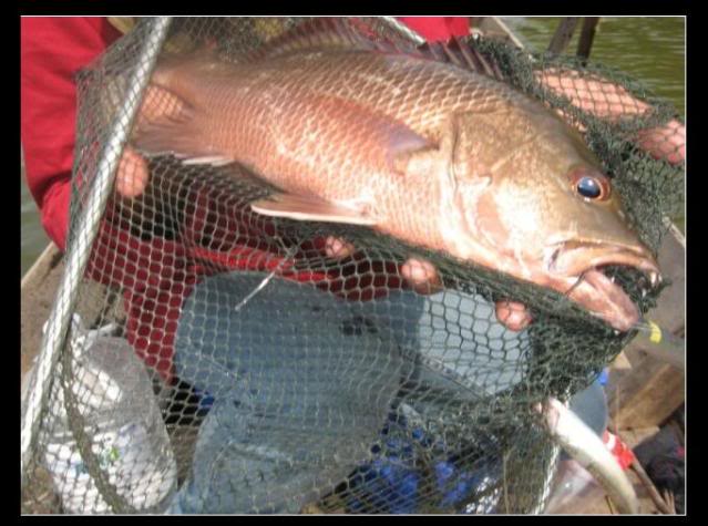 C.O.M.O.T: SIAKAP MERAH LAGI...