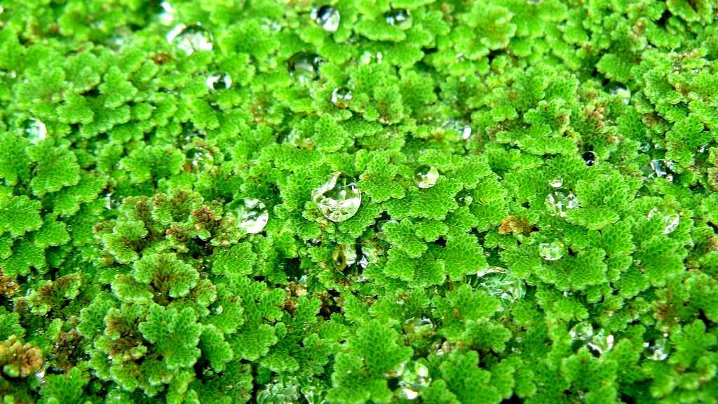 probiotik organik: Azolla, sebagai Natural Extra Feeding bagi Lele ...