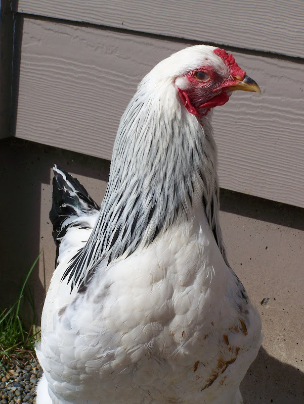 Rainy Day Farm: Blind Chicken