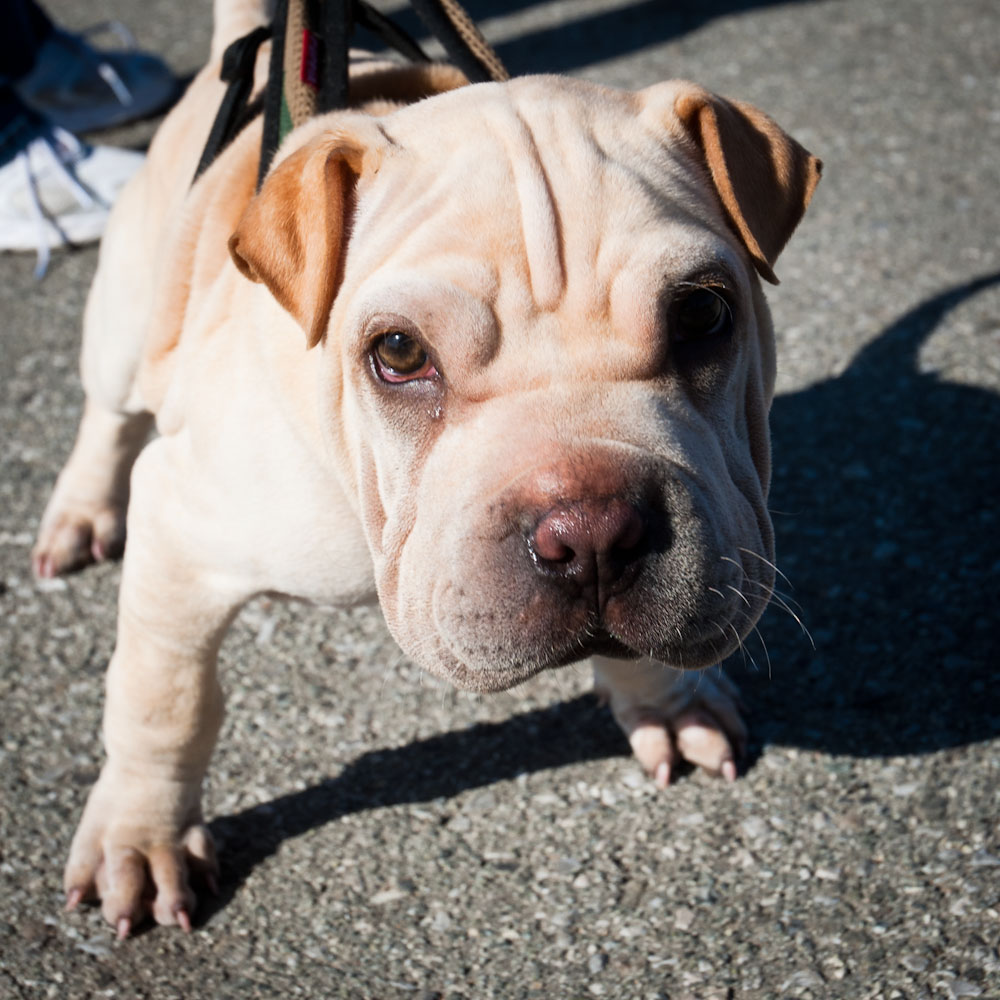 Down Dog Photo: chinese fighting dog
