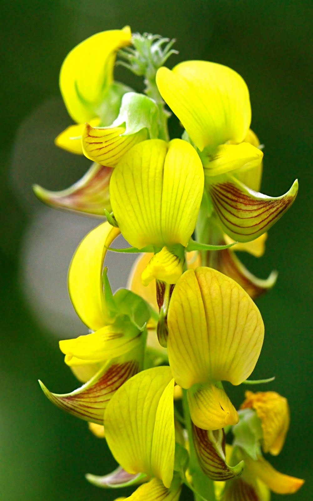 journey through paradise: crotalaria retusa