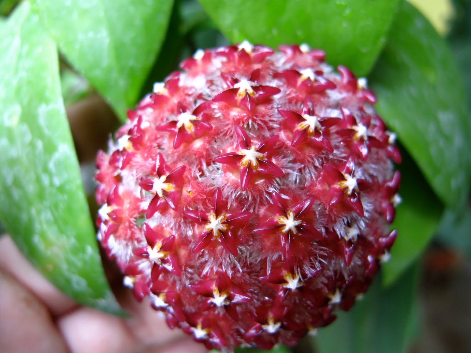 journey through paradise: hoyas (wax flower)