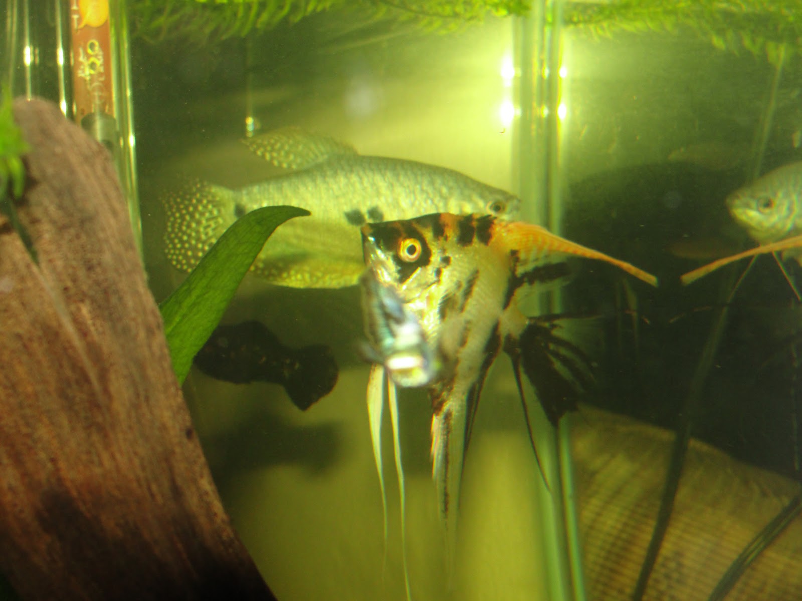 Freshwater Fish Keeper: Angelfish Care