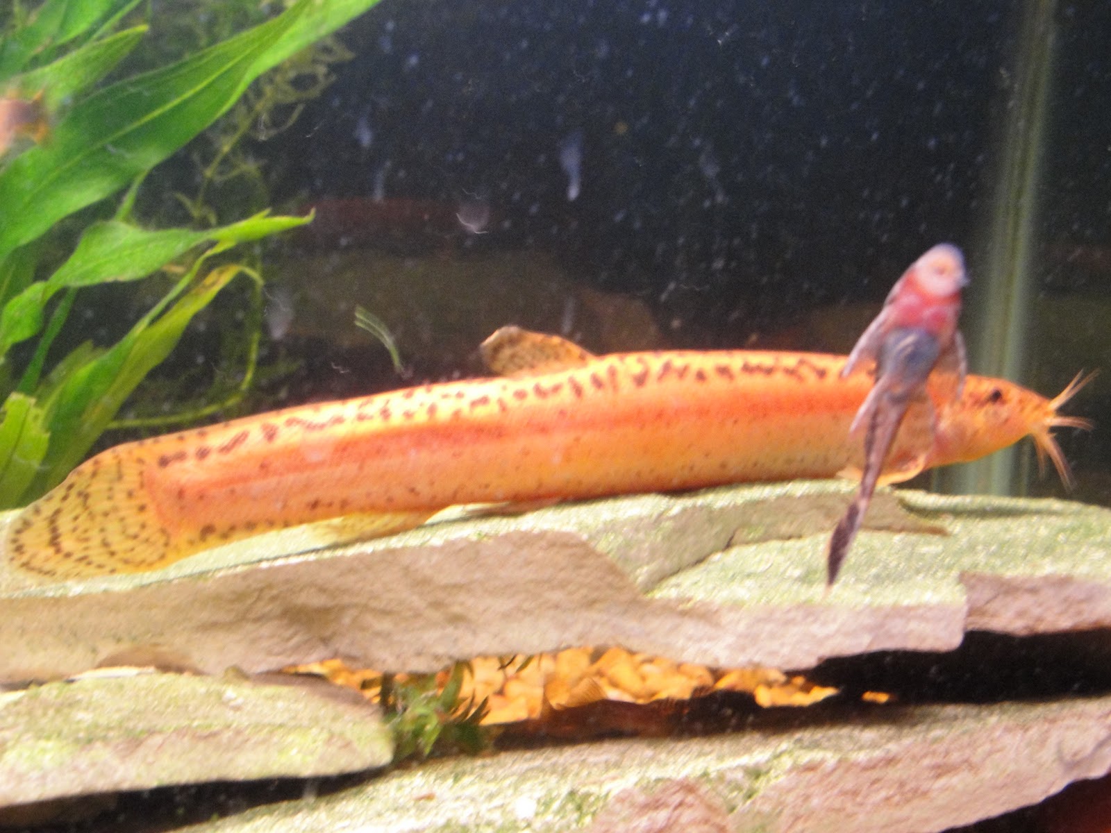 Freshwater Fish Keeper: My Fish Photos