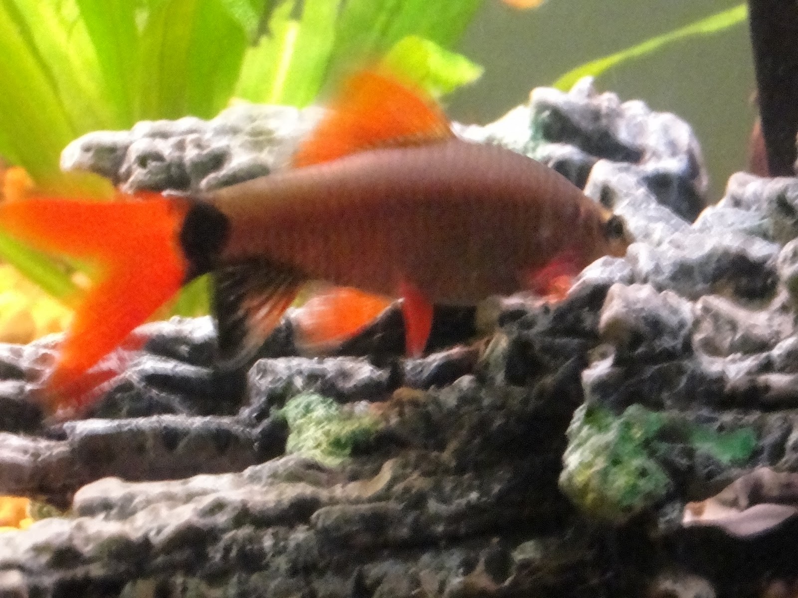 Freshwater Fish Keeper: My Fish Photos