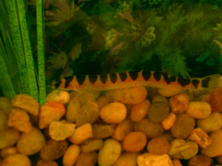 Freshwater Fish Keeper: Kuhli Loach Care (Coolie Loach/Leopard Loach)