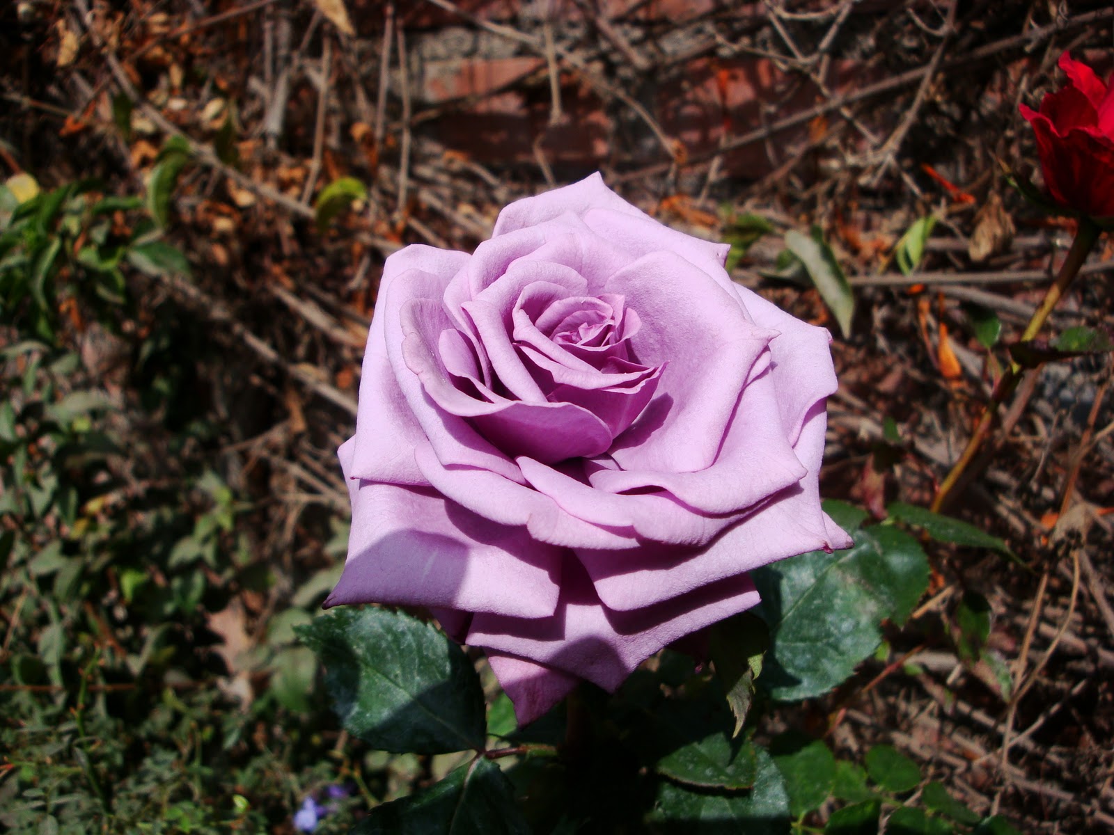 Imagenes de rosas lilas - Imagui