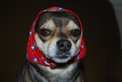 Rambo's Chihuahua Blog