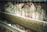 Uno sguardo sul mondo: Le uova di gallina