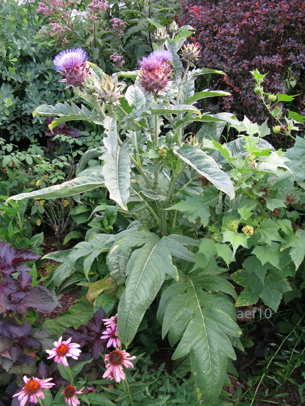 arborboy: Plant of the Week: Cynara cardunculus