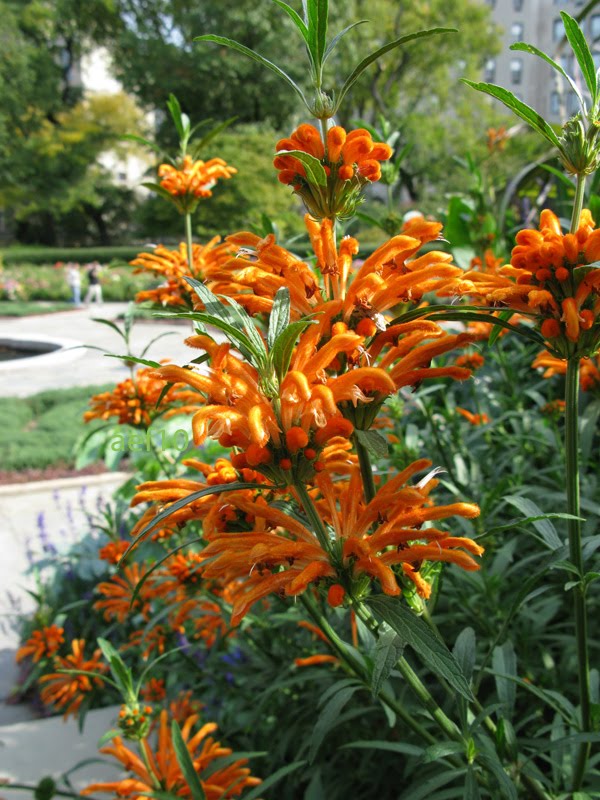 arborboy: Plant of the Week: Leonotis leonurus