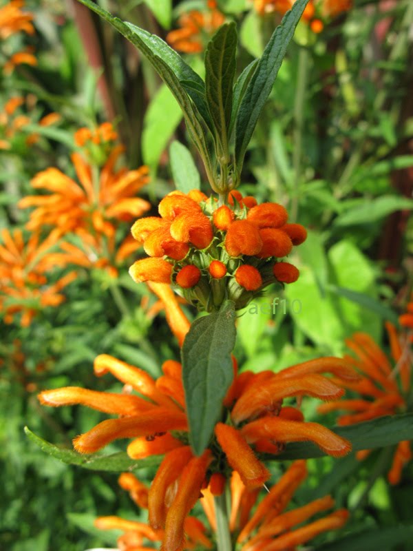 arborboy: Plant of the Week: Leonotis leonurus