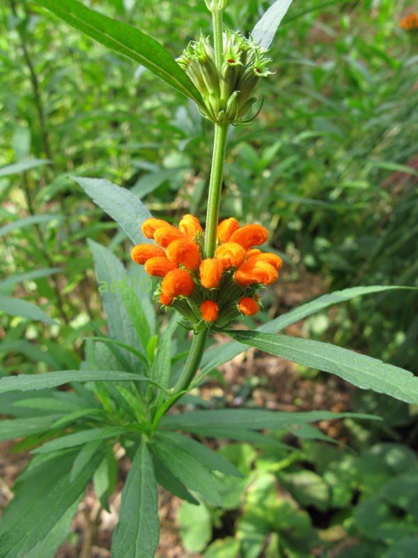 arborboy: Plant of the Week: Leonotis leonurus