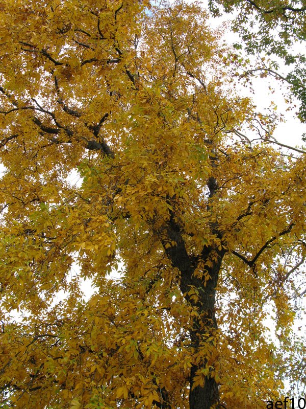 arborboy: Tree ID: Carya sp.