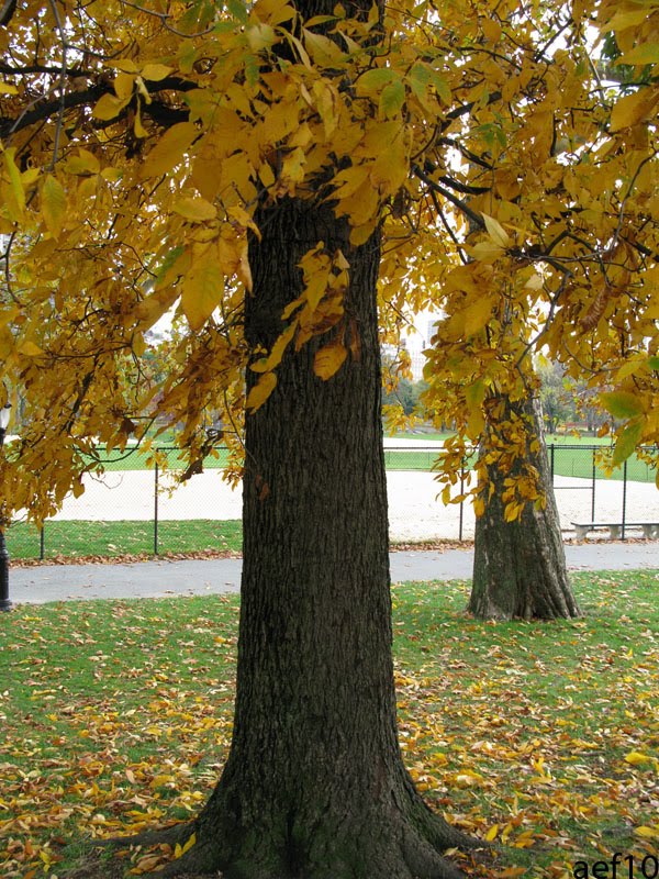 arborboy: Tree ID: Carya sp.