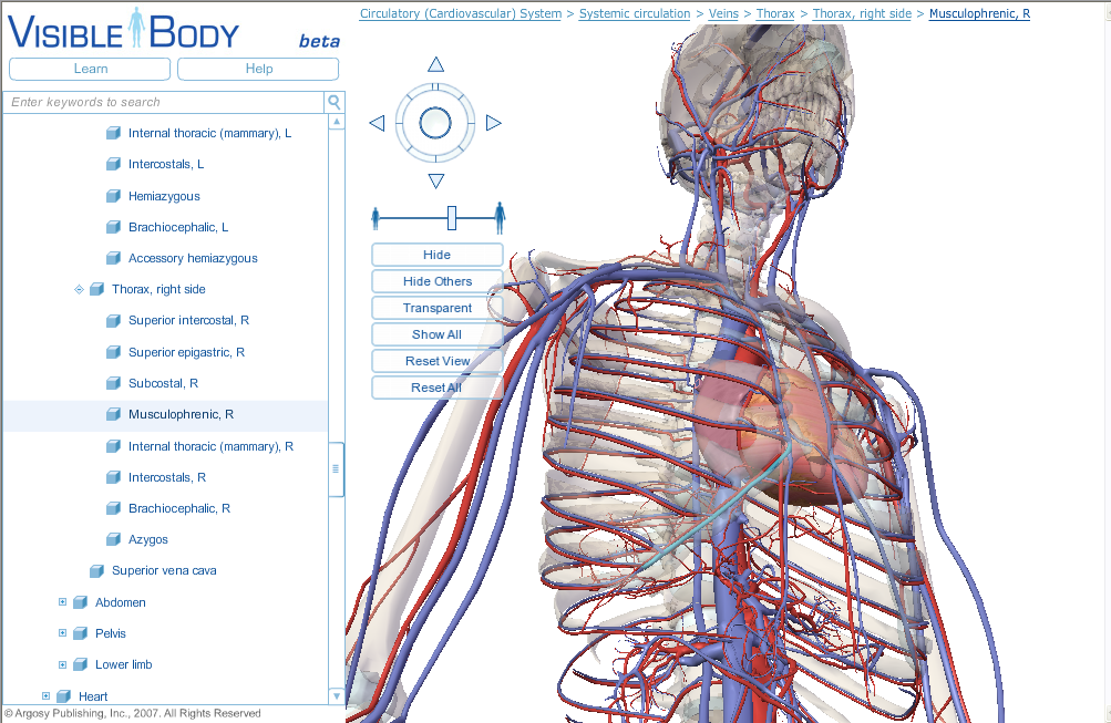 REHABILITACIÓN Y MEDICINA FÍSICA. Mirando al futuro.: Google Body ...