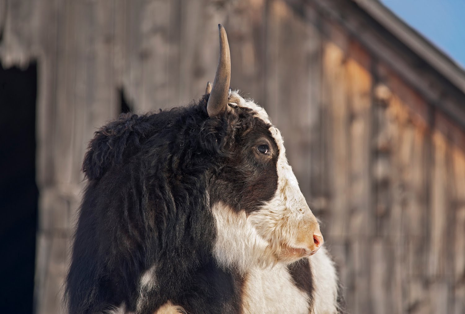 Vermont Yak:The Planet's GREENEST Red Meat.: YAK TRACKS: "Yak Pack ...