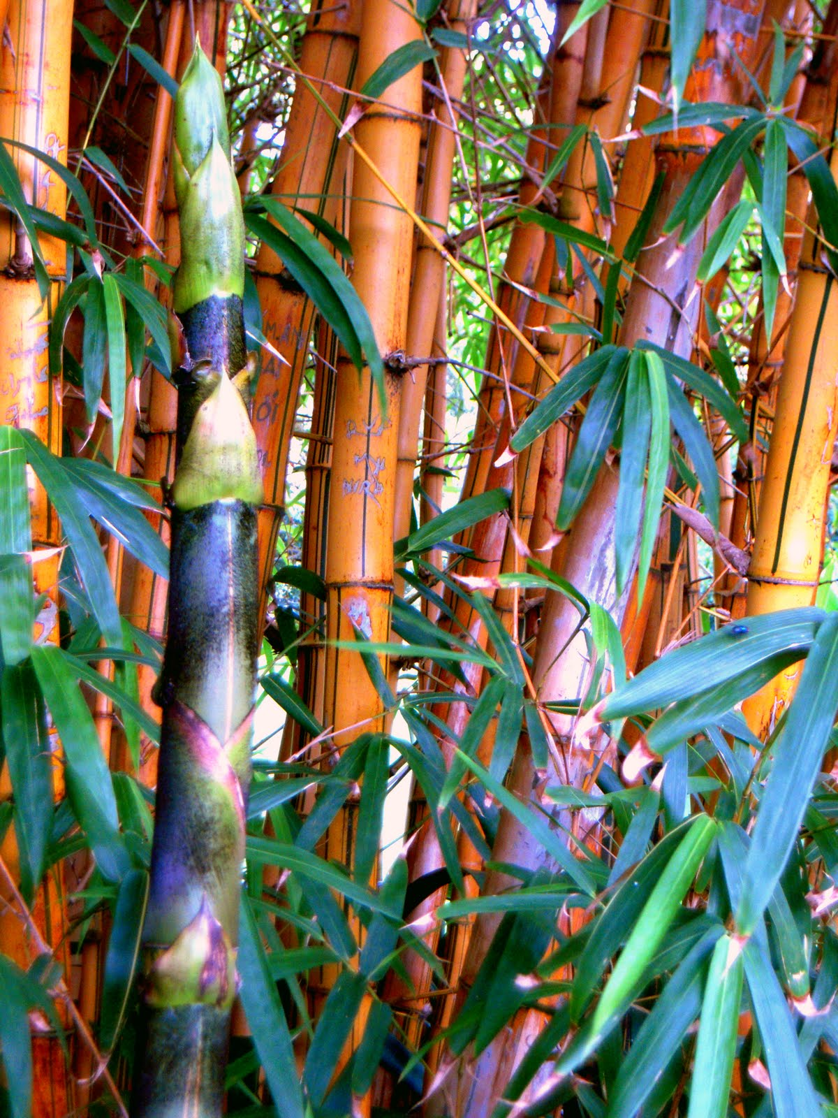 Buddha Bellies: The Big Bambu
