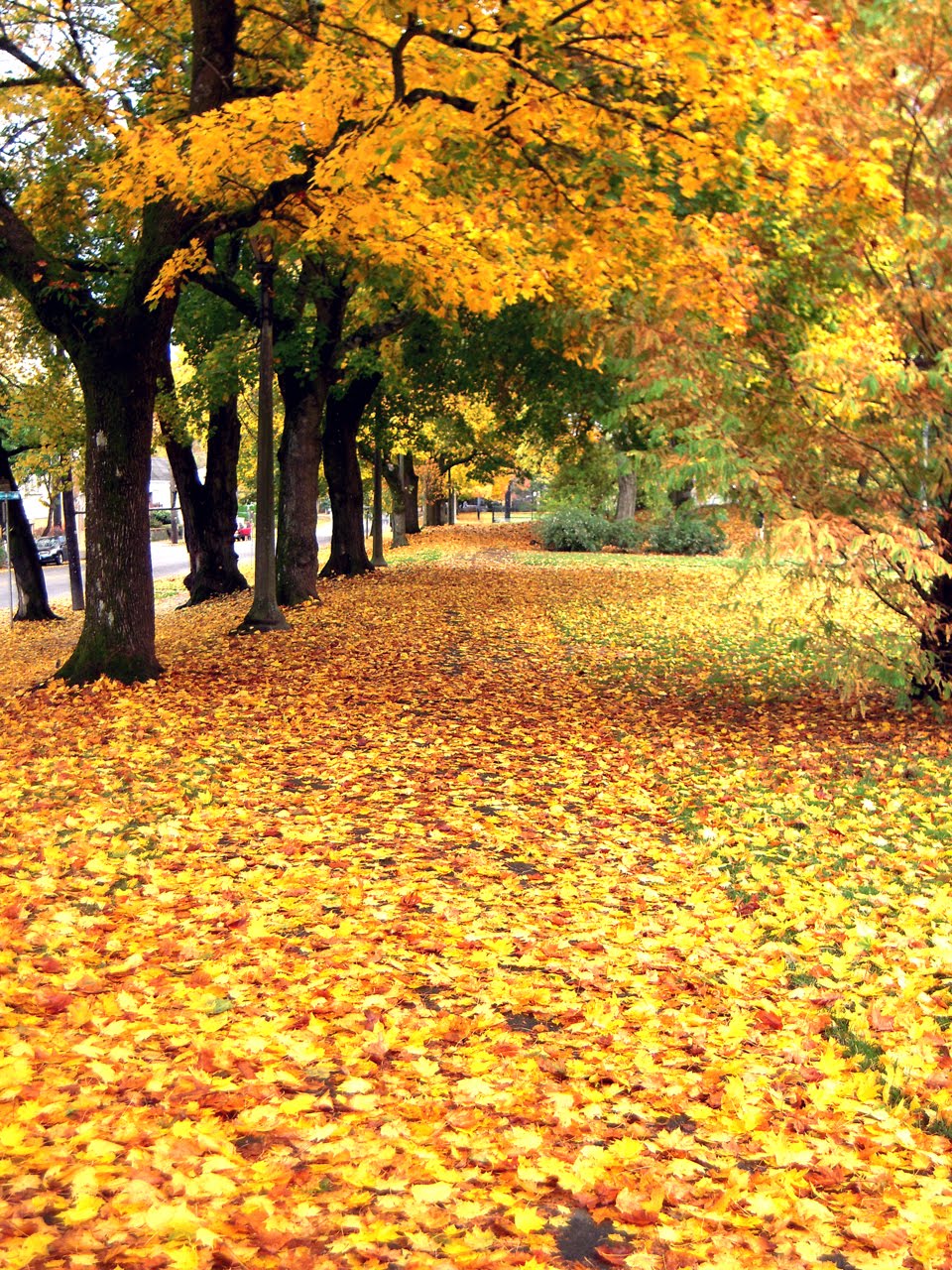 Buddha Bellies: Fall Rewind