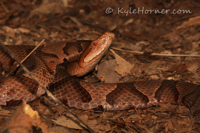 Kyle Horner Nature Blog: Pit-Vipers