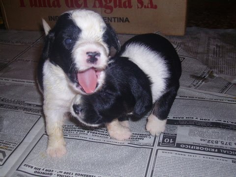 Adoptándonos: Cinco cachorritos bebés están en adopción