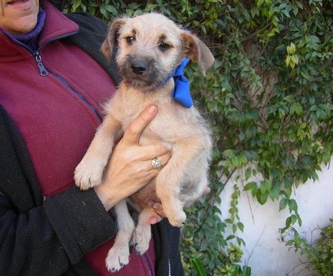 Adoptándonos: Tres divinos cachorritos barbinchos en adopción