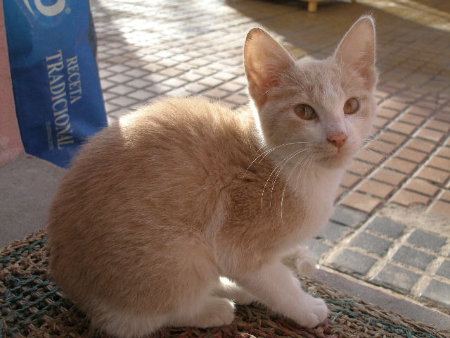 Adoptándonos: Capuccino, increíble gatito blanco con el lomo beige está ...