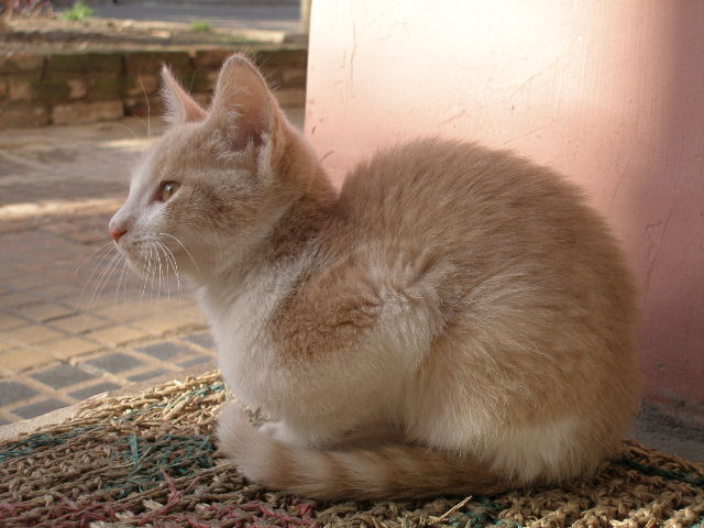 Adoptándonos: Capuccino, increíble gatito blanco con el lomo beige está ...