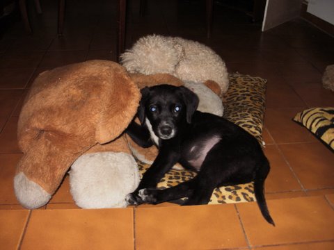 Adoptándonos: Cachorrito negro mestizo de labrador está en adopción
