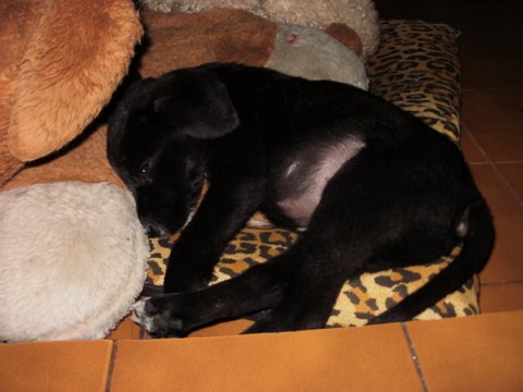 Adoptándonos: Cachorrito negro mestizo de labrador está en adopción