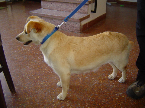 Adoptándonos: Bonita perra color crema en adopción