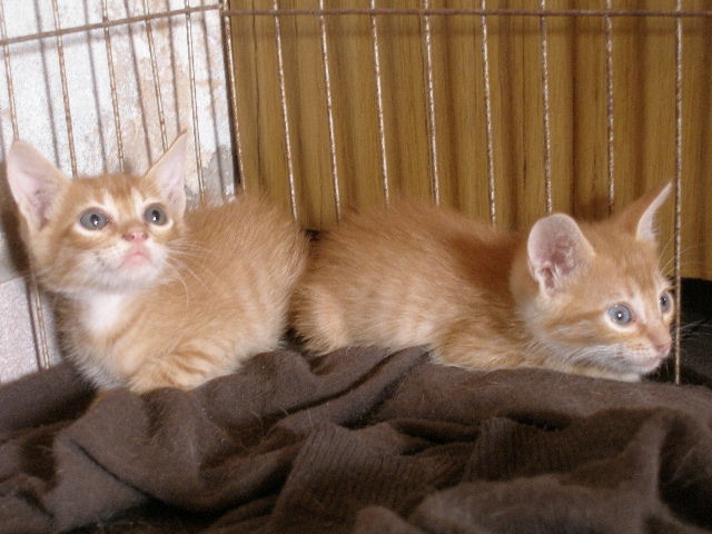 Adoptándonos: Dos hermosos gatitos bebé de color naranja están en adopción