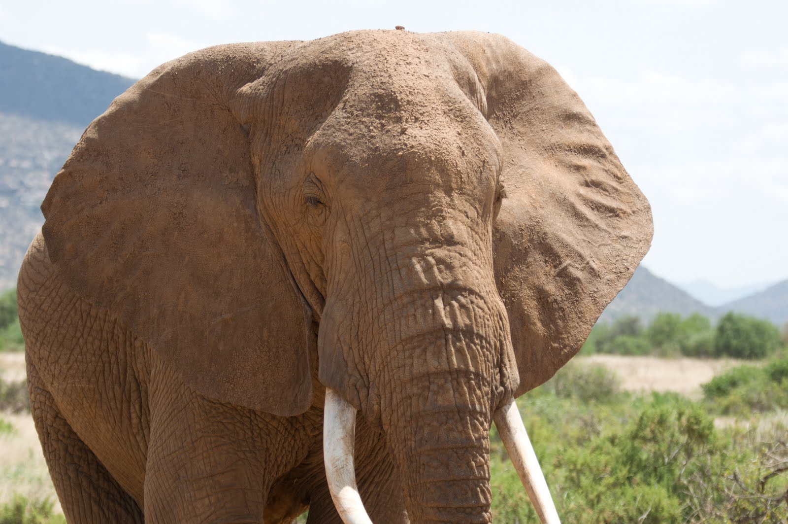 benji of arabia: Hakuna Matata... Kenya...