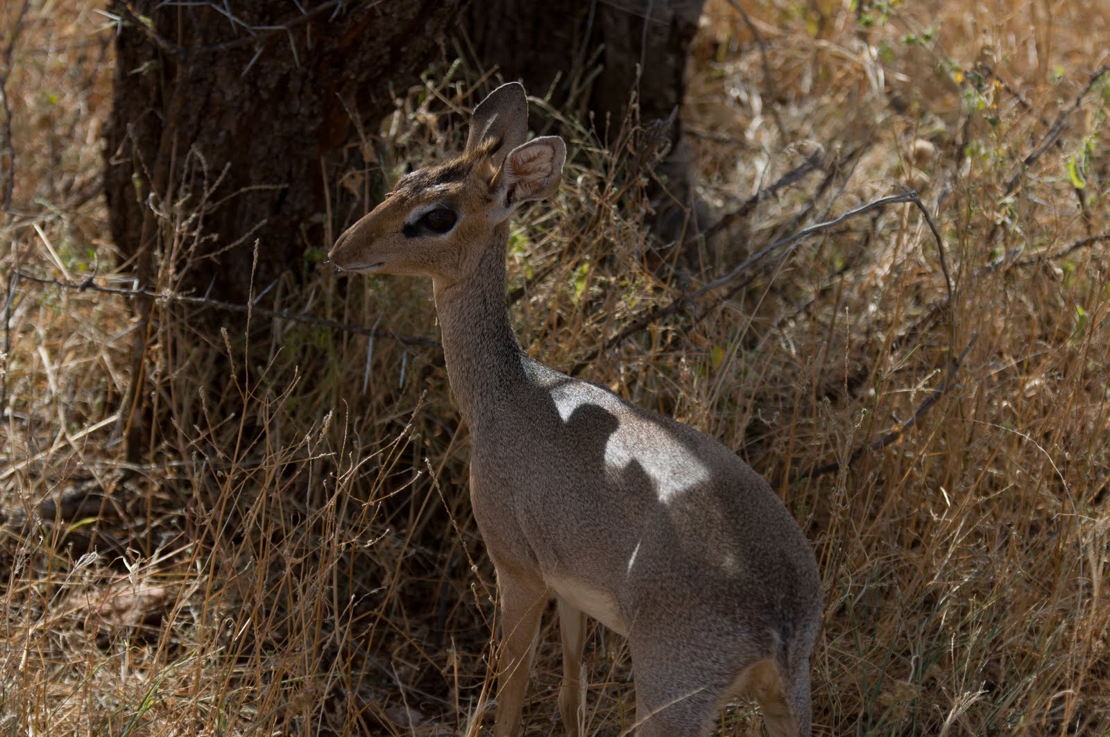 benji of arabia: Hakuna Matata... Kenya...