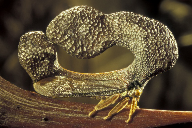 HALFSQUATCH: THE WEIRD BRAZILIAN TREEHOPPER!
